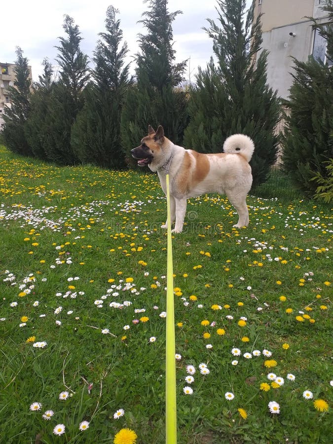 The Best Friend Dog Funny Happy Stock Image - Image of happy, friend ...