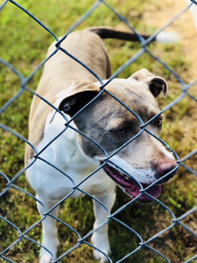 Best Friend stock image. Image of friend, bull, friendly - 134121035