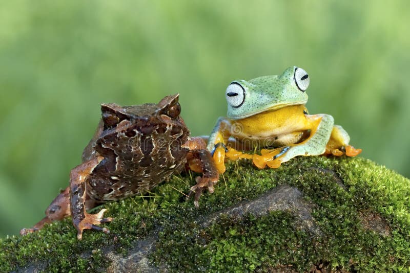 Best friend frog stock photo. Image of tree, gliding - 77051690