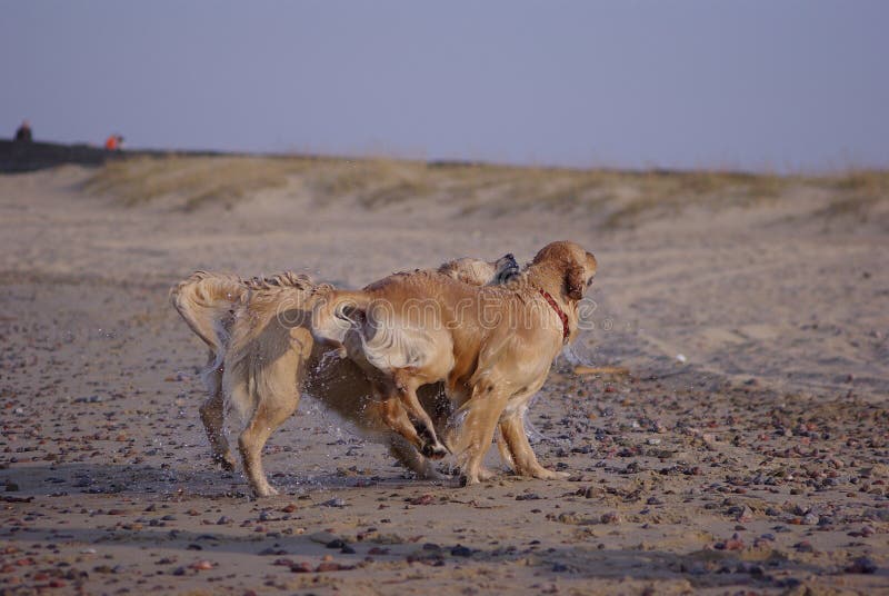 Best friend running around stock photo. Image of purebred - 5205566