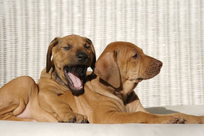 Beary good friends stock photo. Image of compassion, caring - 8208946