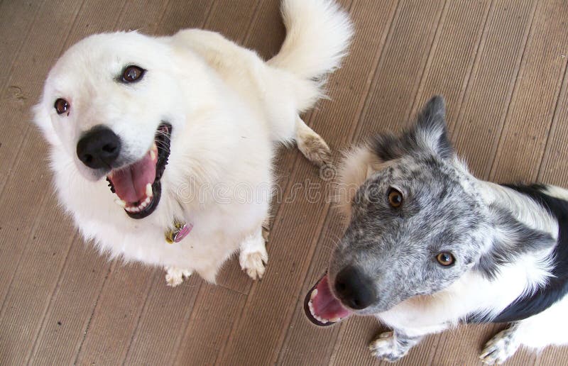 Best friends- 2 collies stock image. Image of pets, look - 3694347