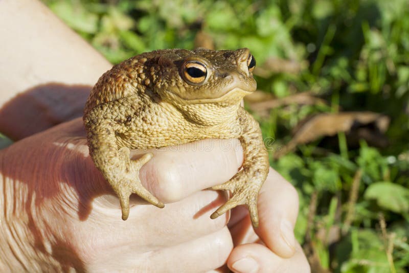 Best of friends stock photo. Image of season, golden - 23959832