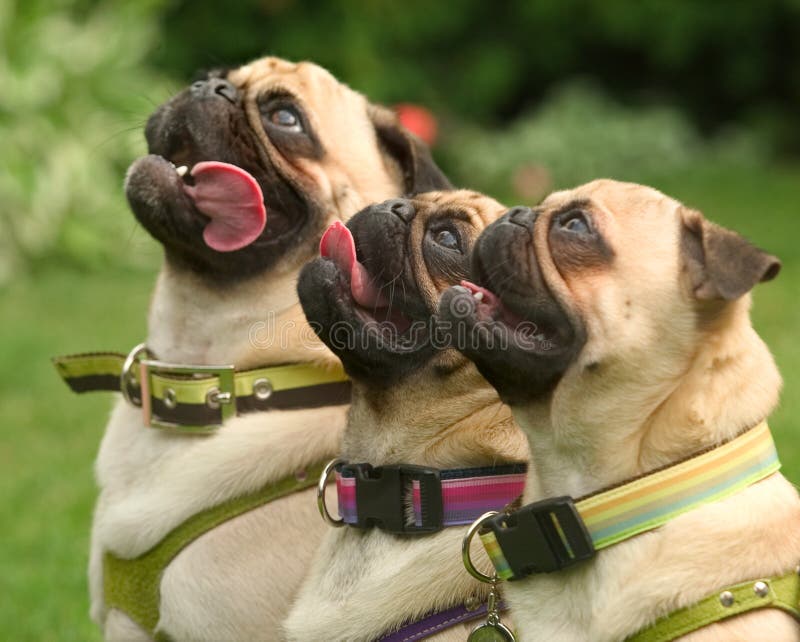 1,423 Pugs Stock Photos - Free & Royalty-Free Stock Photos from Dreamstime