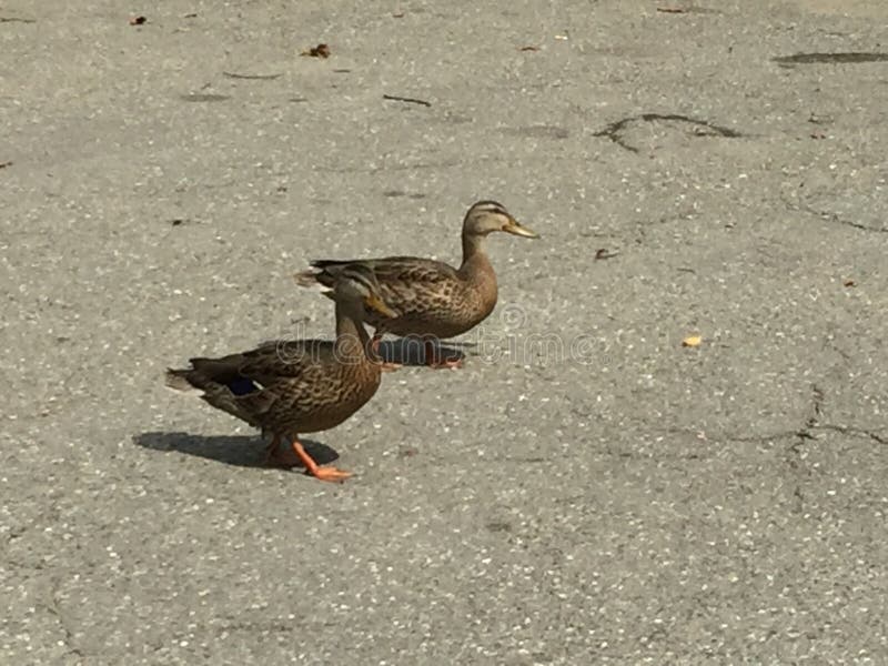 Ducks side by side stock photo. Image of companions - 174000882