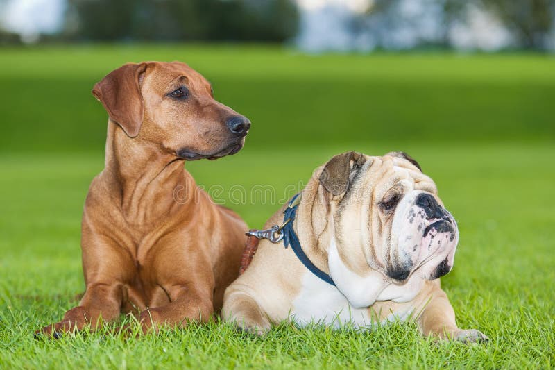 Best friends dogs stock image. Image of smiling, attention - 27910385