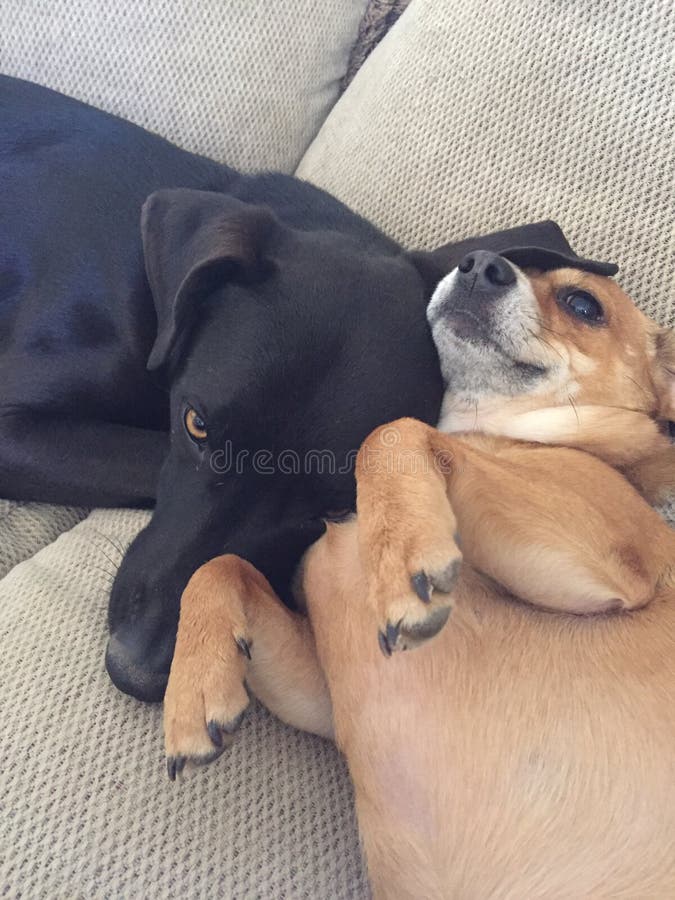 Best Friends! stock image. Image of friends, dogs, chiweenie - 68886563