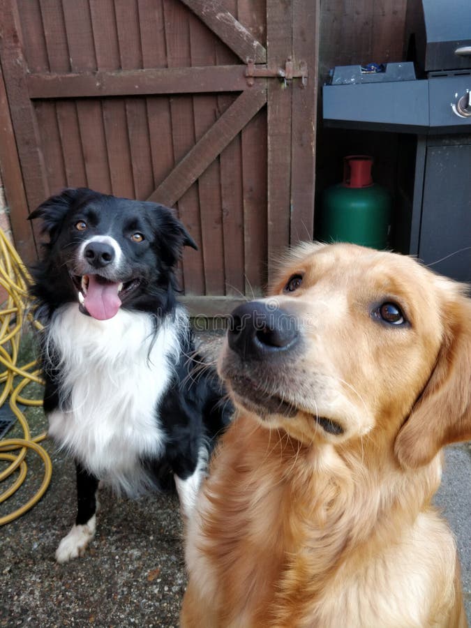 Best friends for life stock photo. Image of forever - 166659650