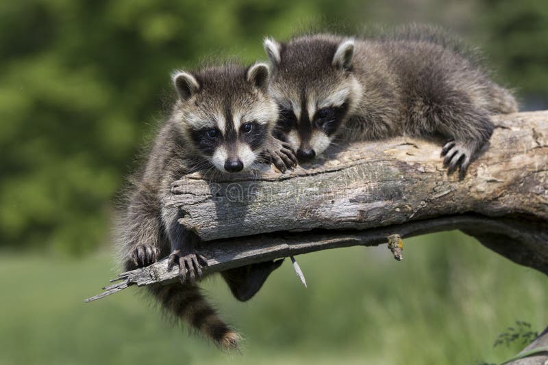 316 Raccoons Tail Stock Photos - Free & Royalty-Free Stock Photos from ...
