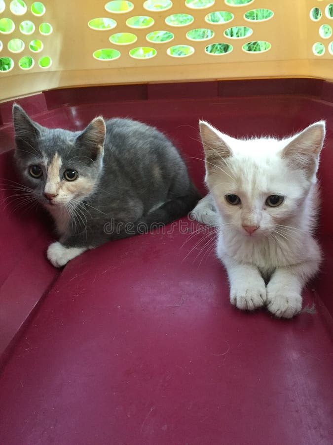 Best Friends stock image. Image of friends, cats - 84389439