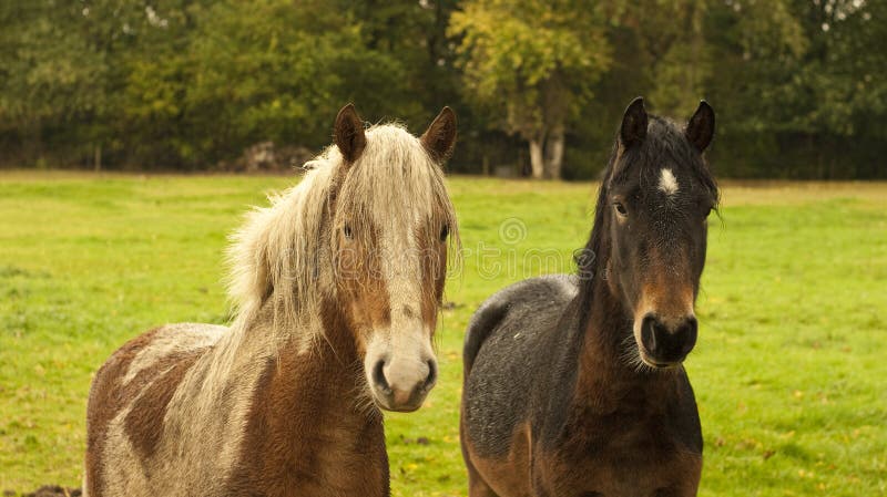 Best Friends, two ponies. stock image. Image of curiosity - 35277209