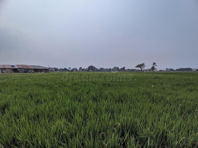 Best Green Rice Field Original Stock Image - Image of original ...