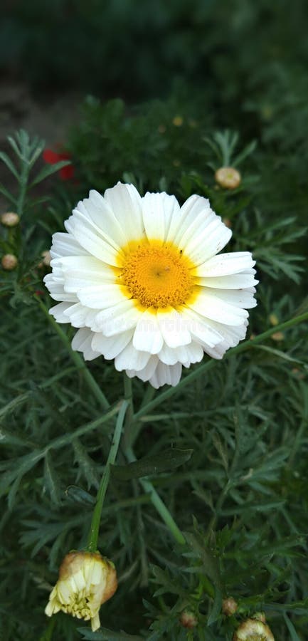 Best nature images stock image. Image of nature - 144809727