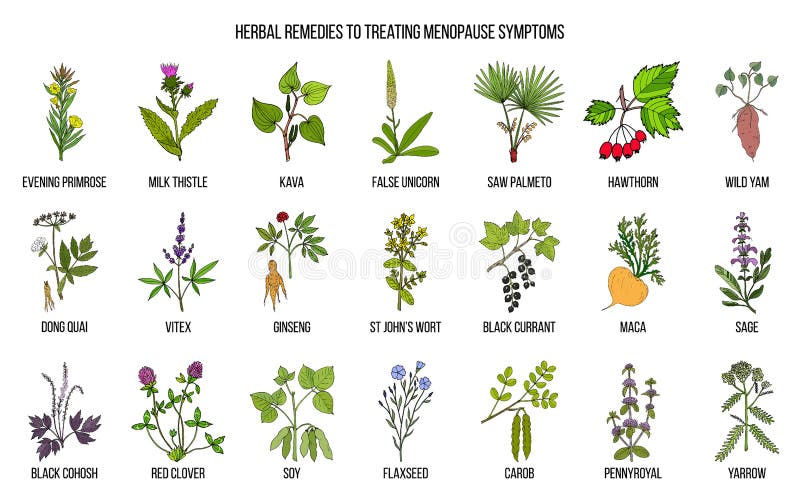 Best Herbs for Menopause Symptom Treatment Stock Vector - Illustration ... Best Herbs for Menopause Symptom Treatment Stock Vector - Illustration ...