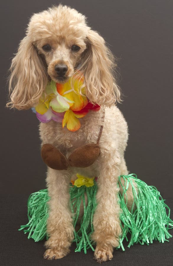 714 Dog Dancer Stock Photos - Free & Royalty-Free Stock Photos from ...