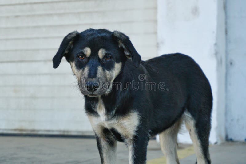 Best human friends - dogs stock photo. Image of dogs - 260140112