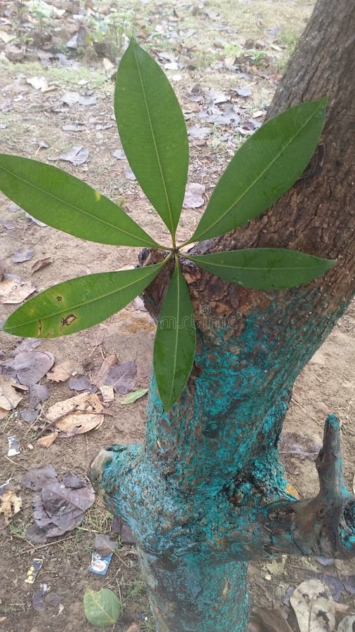 2022 best india Leaves stock photo. Image of herb, tree - 240050406