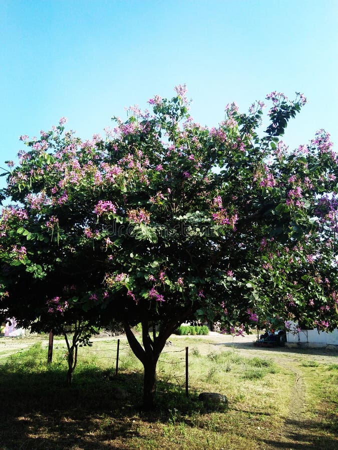 The Best Indian Beautiful Tree in Maha Stock Image - Image of maha ...