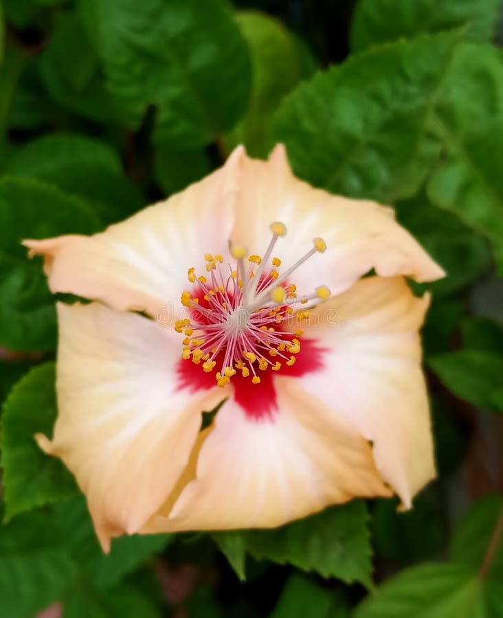 Best Indian Shoeblack Flower Nice Looking Image Stock Image - Image of ...