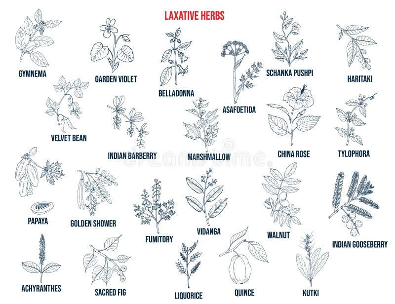Best laxative herbs stock vector. Illustration of natural - 168305745