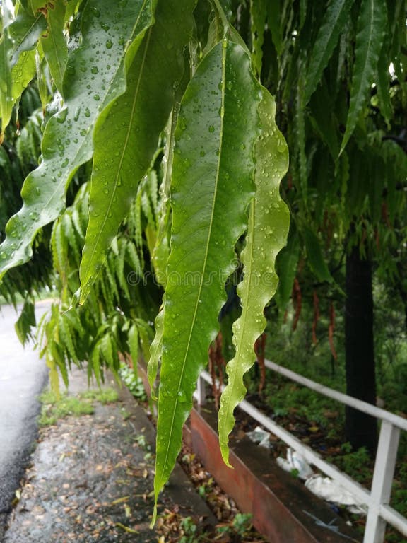 Forest leaf point tree stock image. Image of point, leaf - 122801385