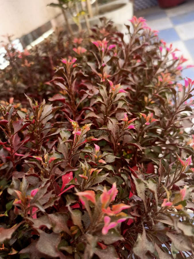 Best leaf plant stock photo. Image of plant, leef, colour - 268567830