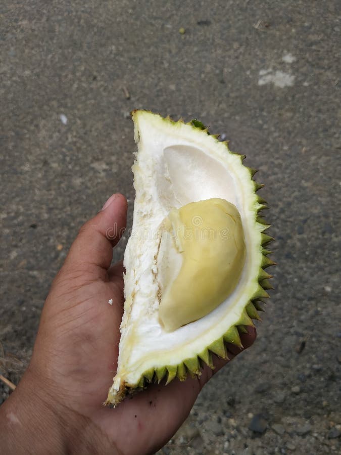Best Local Durian Southeast Asia Tropical Plants Stock Image - Image of ...