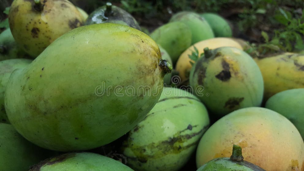 The Best Mango with a Very Sweet Taste Stock Photo - Image of green ...
