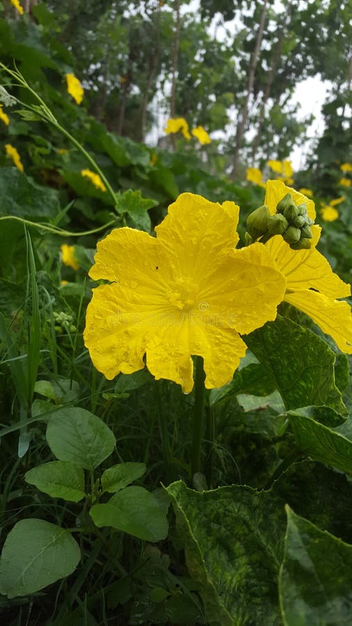 Best Natural Beauty of Yellow Flower Stock Photo - Image of yellow ...