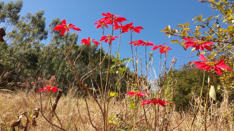 The best of nature stock photo. Image of nature, flower - 190277954