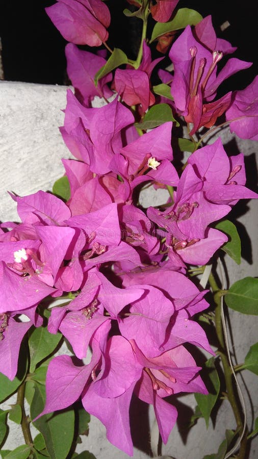 Best Nature stock photo. Image of plant, capture, petal - 96555996