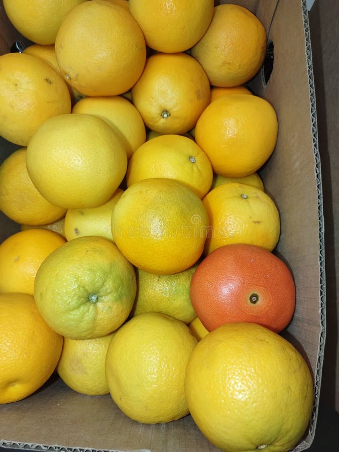 The Best Orange of the Crop Stock Image - Image of food, citrus: 232851597