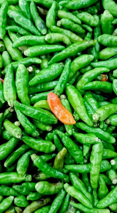 The Best Papper from Indonesia Stock Photo - Image of beautiful, chilli ...