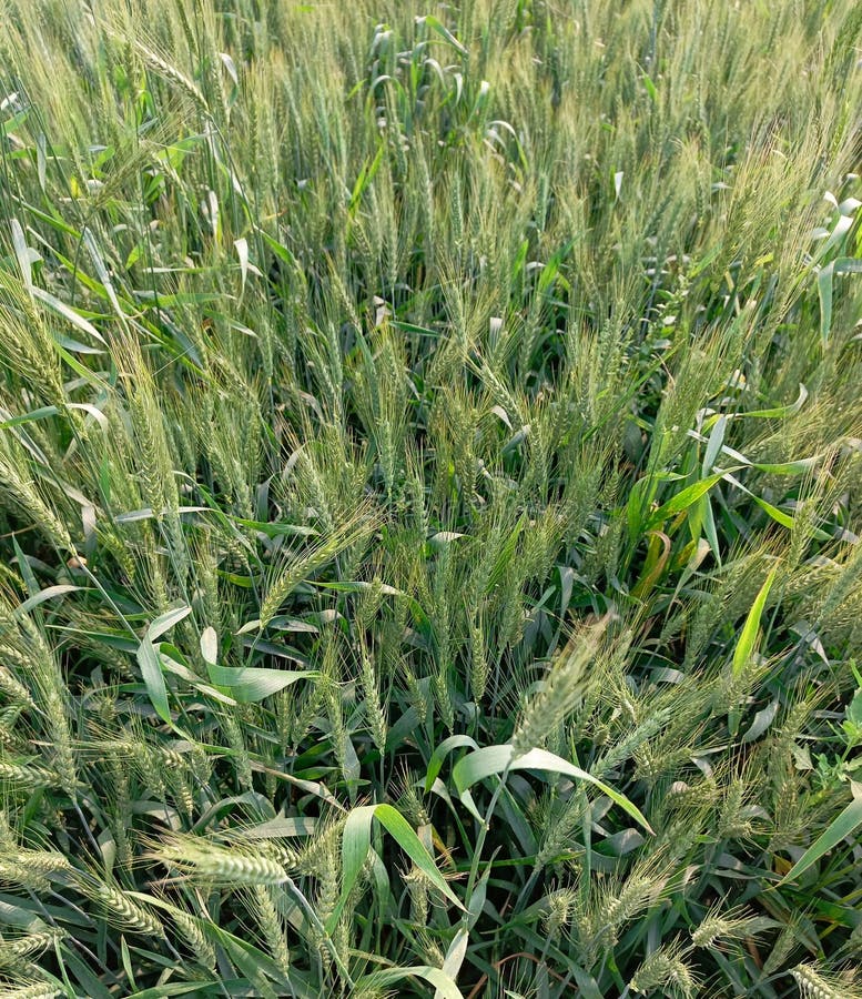 Best Pick of Wheat Field of India Stock Image - Image of field, pick ...