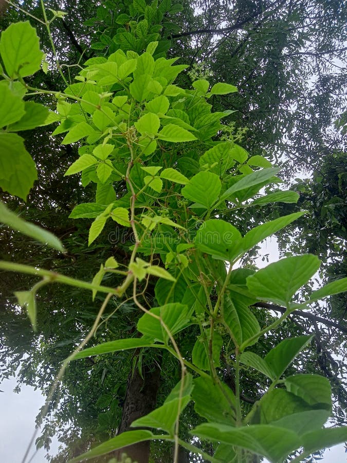 Best Plant Seen Beautifull Green Image for Backround Stock Image ...