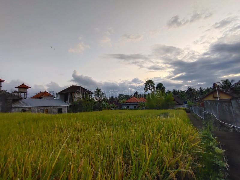 The Best Ricefiled with the View Oh Lord Stock Image - Image of view ...