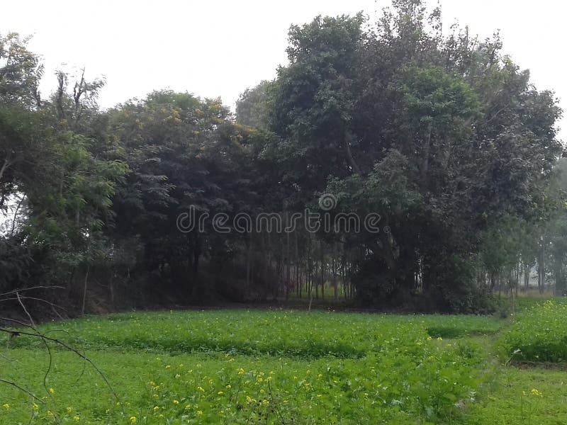 Best Scene Green Grass Tree Stock Photo - Image of green, grass: 166510006