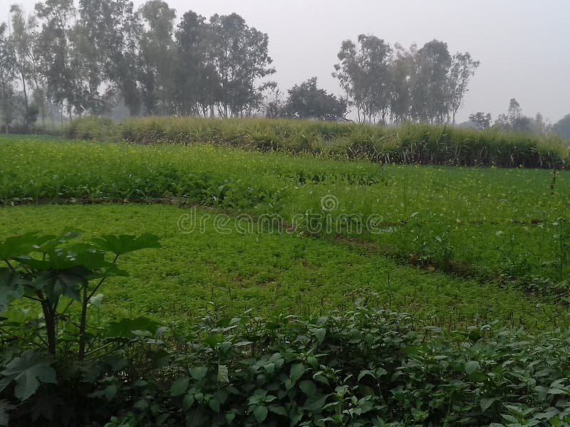 Best Scene Green Grass Tree Stock Photo - Image of scene, tree: 166510124