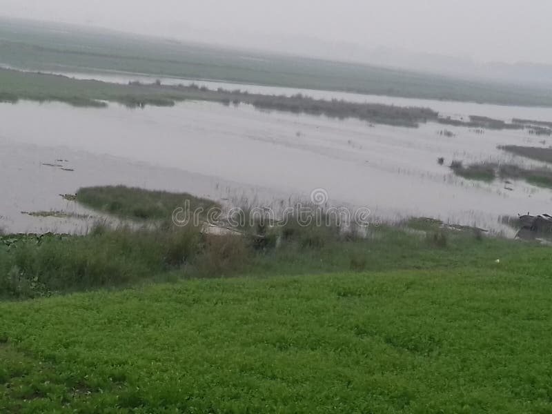 Best Scene Green Grass Tree Stock Image - Image of grass, tree: 166510311