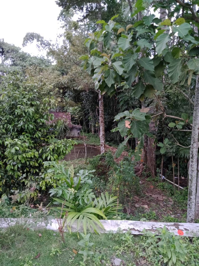 The Best Scenery with Best Tree in Sragi Jember Banyuwangi Stock Image ...