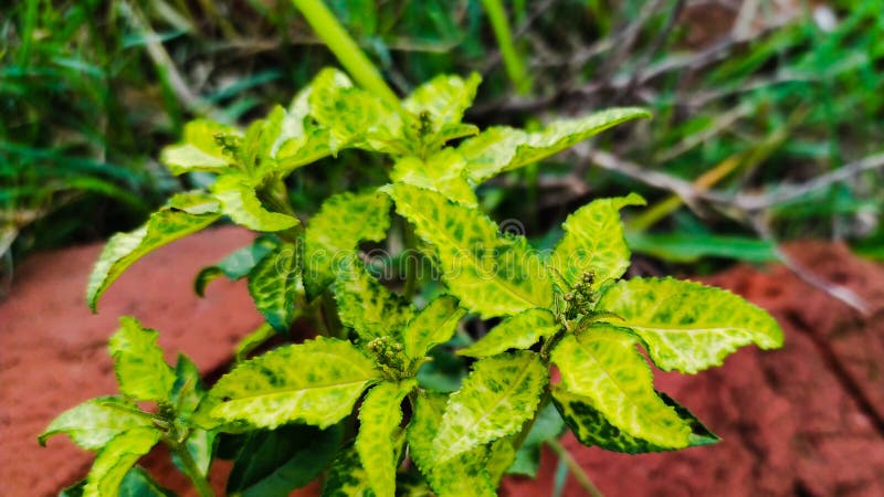 Yellow Short Plant Hd Wallpaper Stock Image - Image of plant, wallpaper ...
