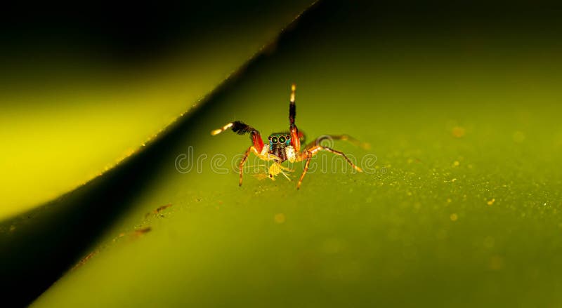 Macro the Best Shot of Jumping Spider Stock Image - Image of fauna ...