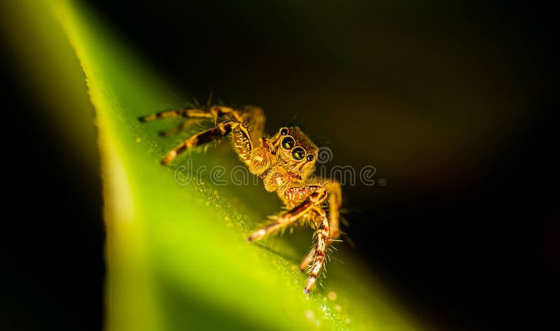 Macro the Best Shot of Jumping Spider Stock Photo - Image of colorful ...