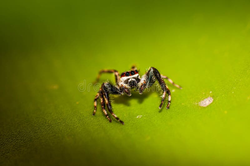 Macro the Best Shot of Jumping Spider Stock Photo - Image of biology ...