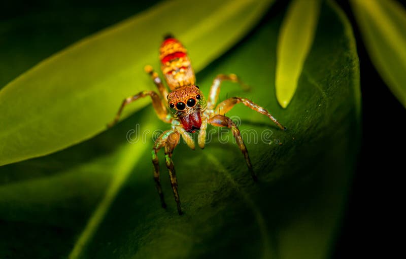 Macro the Best Shot of Jumping Spider Stock Image - Image of closeup ...
