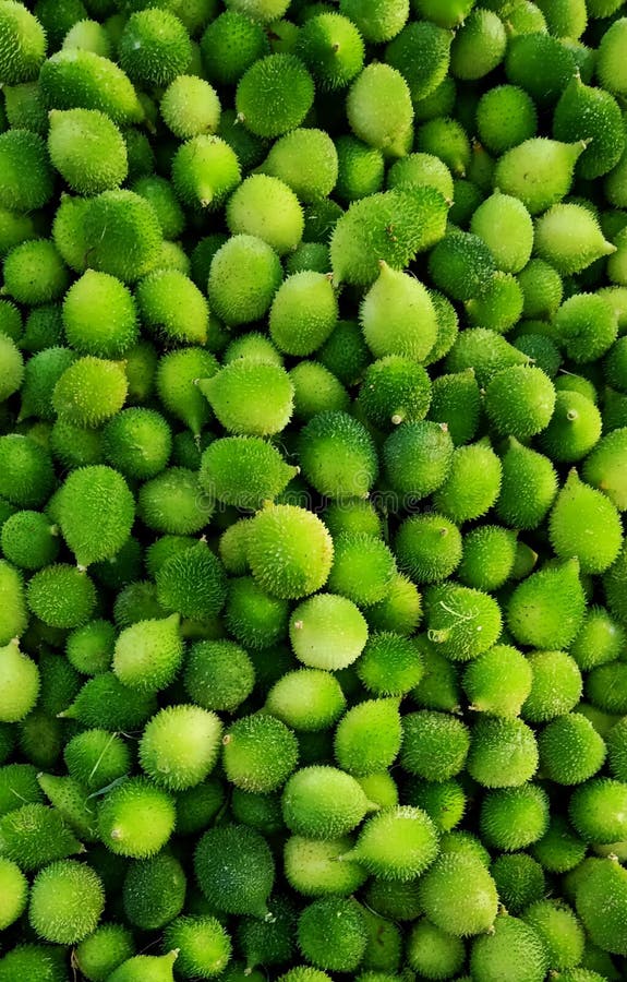 Best Spiny Gourd Indian Vegetable Stock Photo - Image of indian, gourd ...