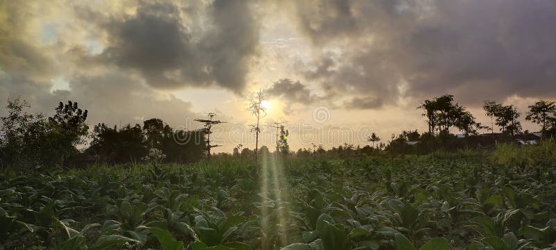 The Best Sun of Flower Meracle Stock Image - Image of meraclel, flower ...