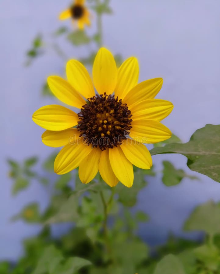 Best Sunflower picture stock photo. Image of leaf, green - 261711896