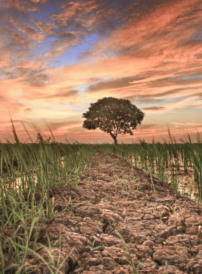 Alone Tree at Sunset Sky View Beautiful Stock Photo - Image of nature ...