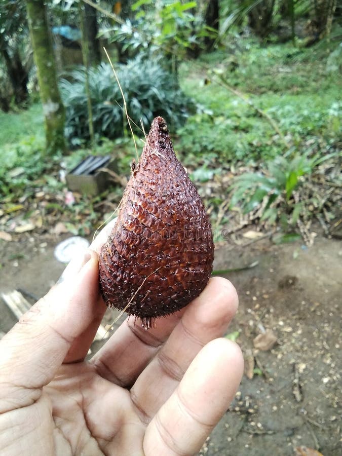 The Best Sweet Snake Fruit in Sumatra Stock Image - Image of sumatra ...